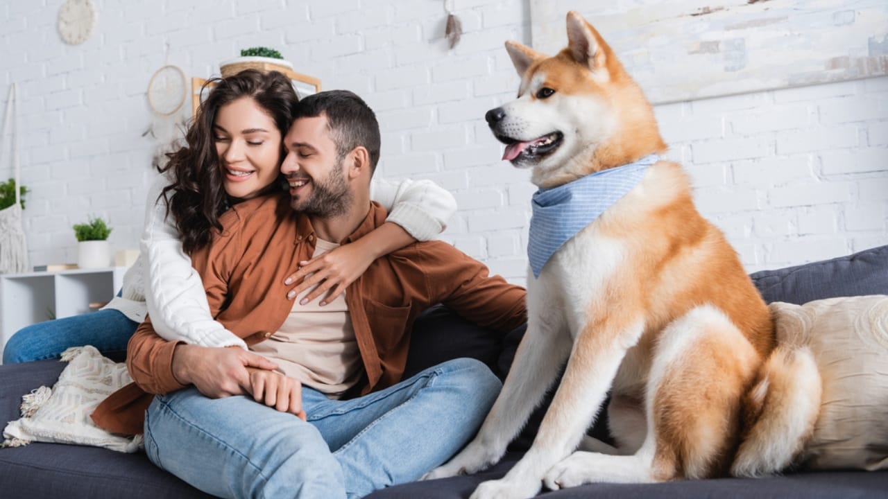 12 Little-Known Facts About Akita Dogs That Will Surprise You