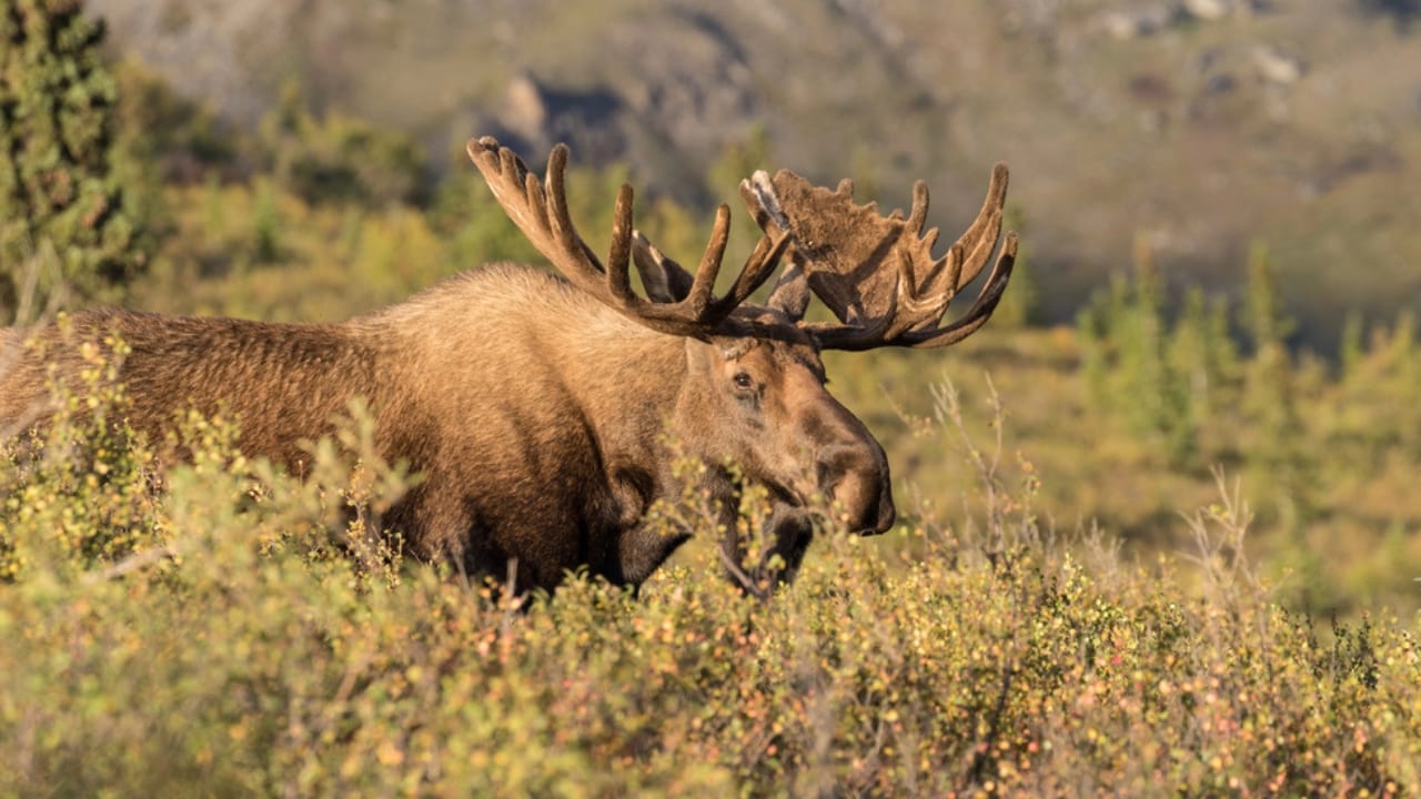 11 U.S. States with the Most Moose Roaming Free
