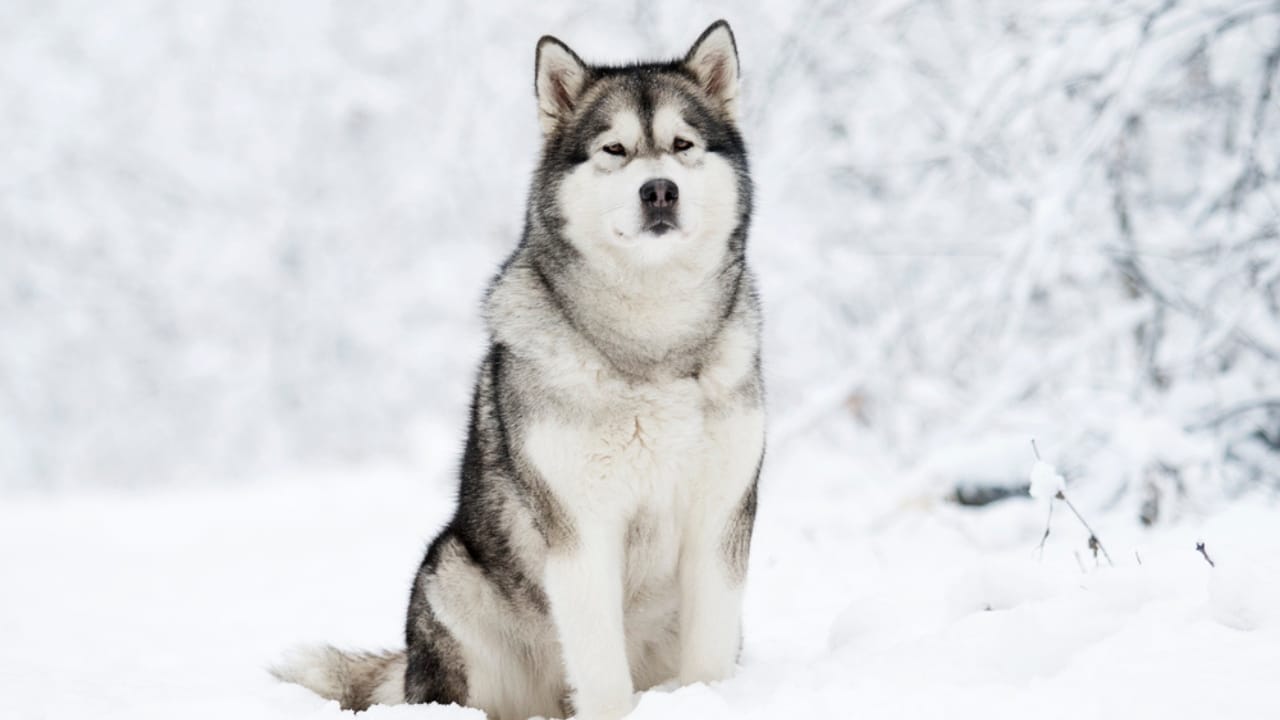 10 Little-Known Facts About Alaskan Malamutes