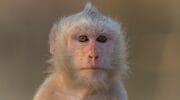The Ghostly Allure of Albino Monkeys: Nature's Rare & Enchanting Anomalies