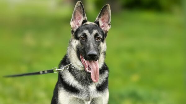 13 Wolf Dog Breeds Known for Their Wild Beauty