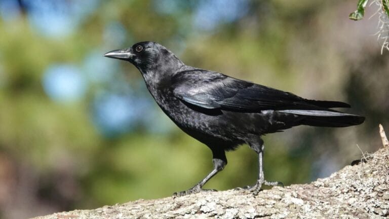 15 Black Bird Species That Prove Beauty Isn’t Limited to Color