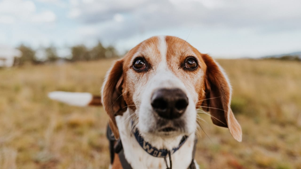 12 Dog Facial Expressions & What They Really Mean