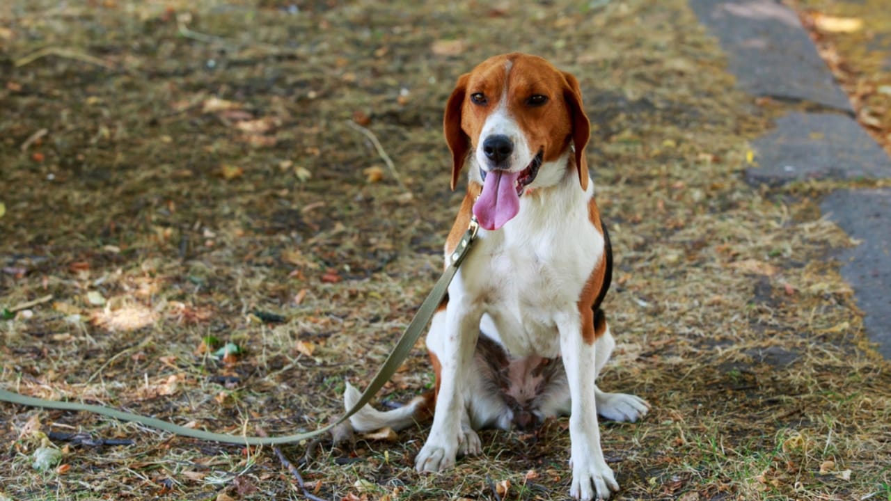 10 Little-Known Facts About American Foxhound Dogs