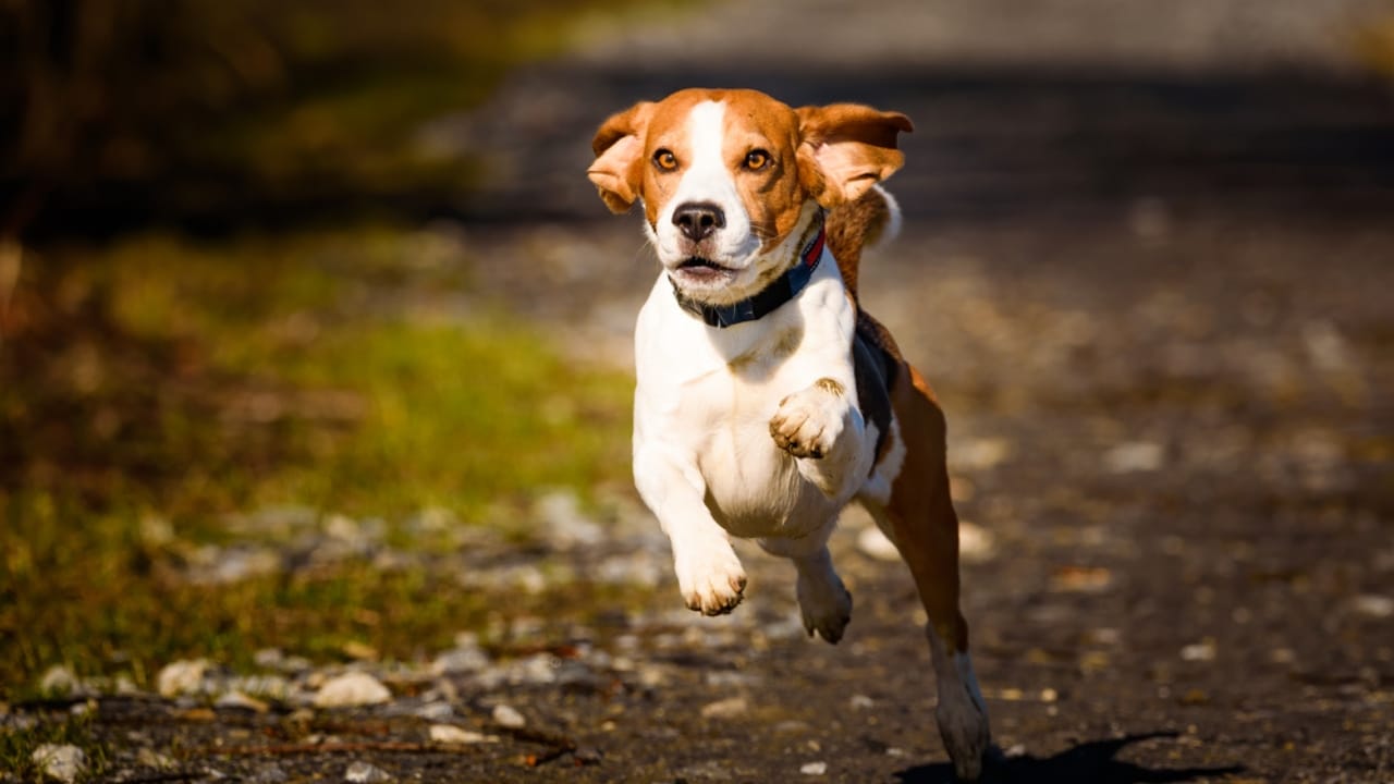 10 Little-Known Facts About American Foxhound Dogs