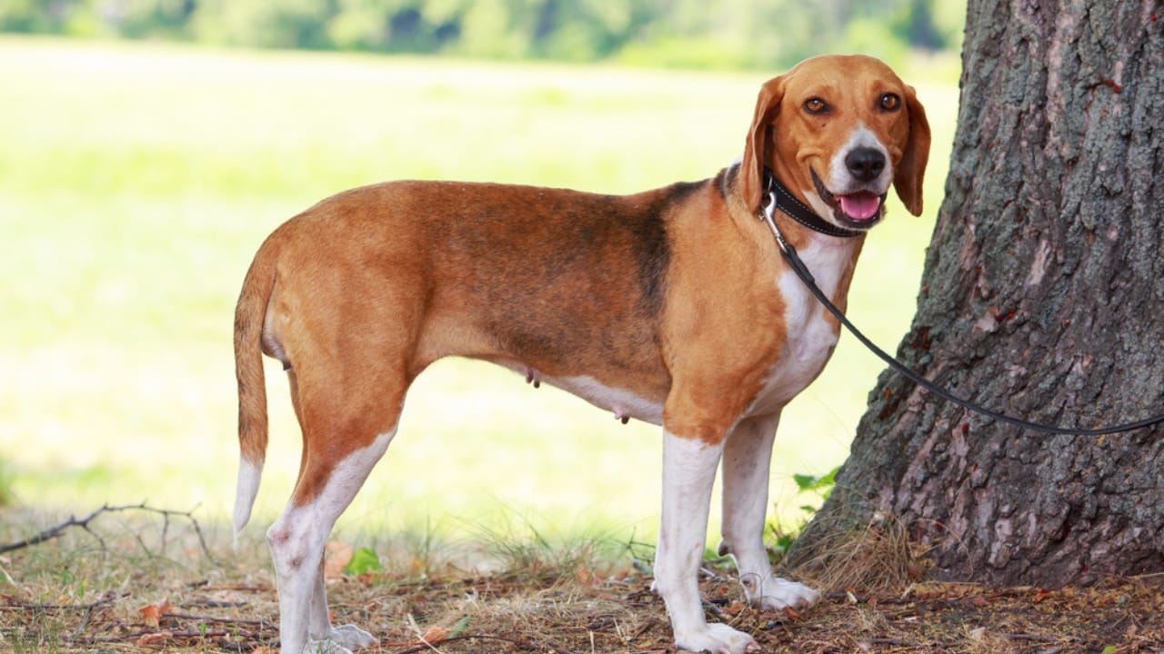 10 Little-Known Facts About American Foxhound Dogs