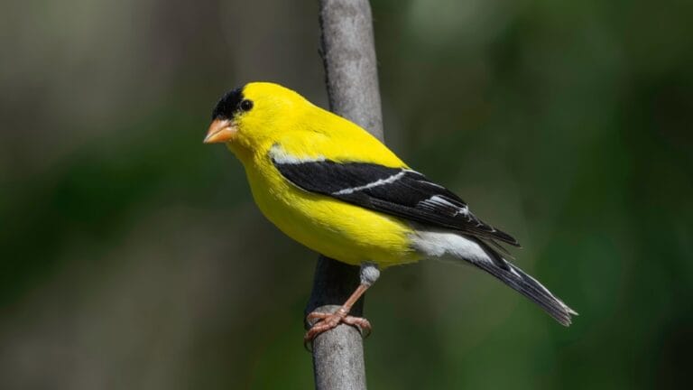 15 Yellow Birds That Add a Touch of Sunshine to Every Forest, Garden ...
