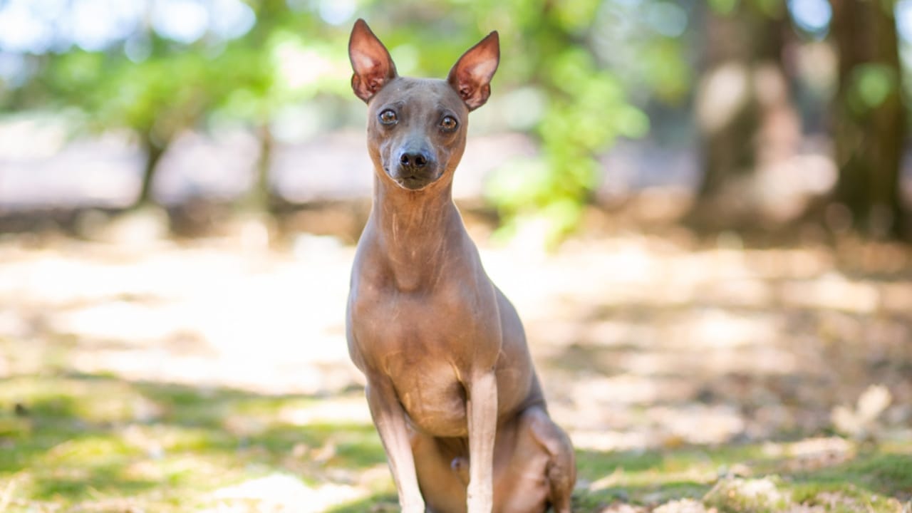 Bald is the New Beautiful: 8 Exotic Hairless Dog Breeds