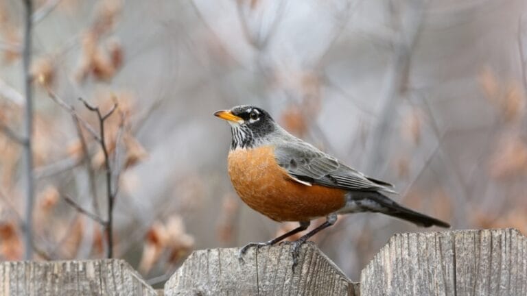 Wings of Wisdom: 12 Common Birds & Their Symbolism