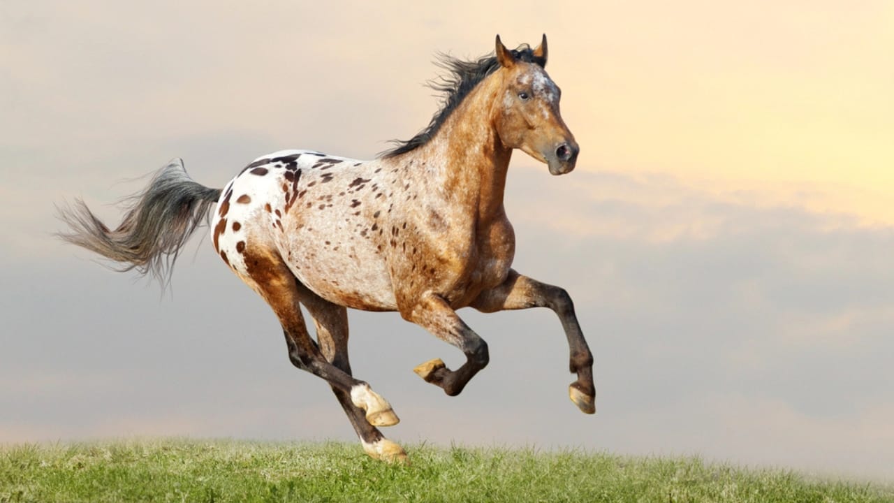 Appaloosa 101: What Makes This Iconic Breed So Unique