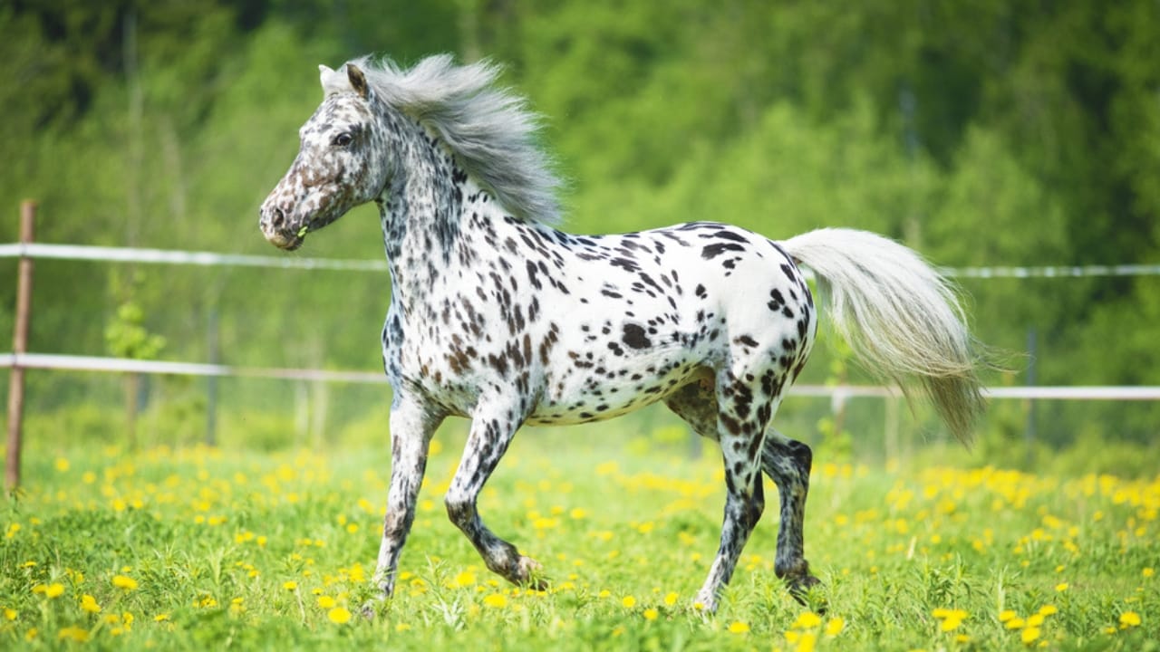 The 15 Most Desired Horse Breeds for Those Who Love to Ride