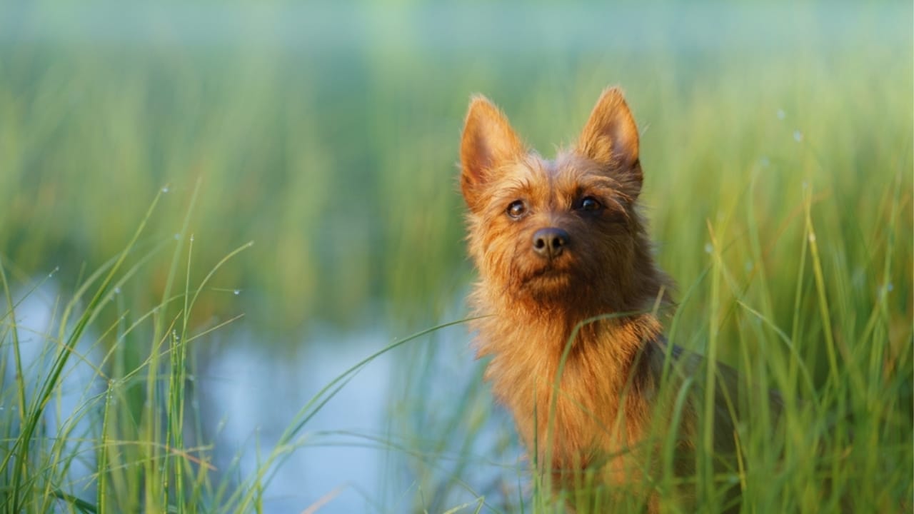 10 Facts about Australian Terriers That Few People Know About