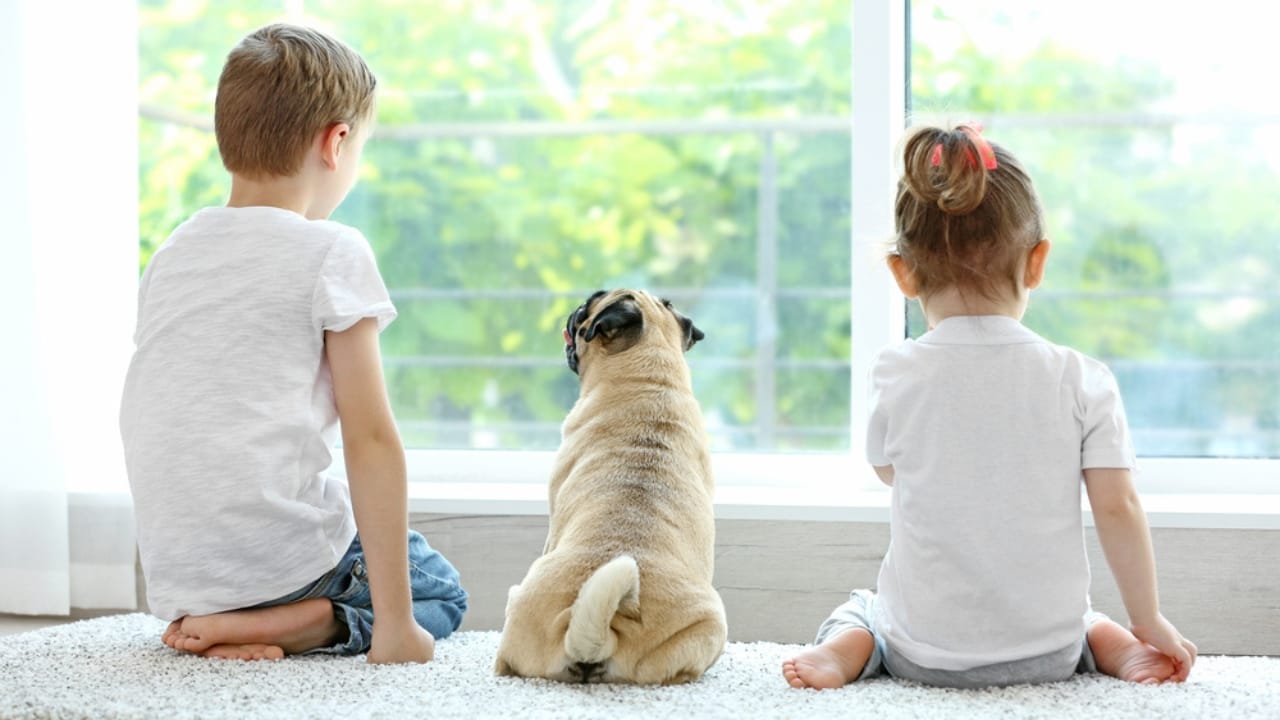 10 Reasons Why a Pug Might Be the Perfect Companion for You