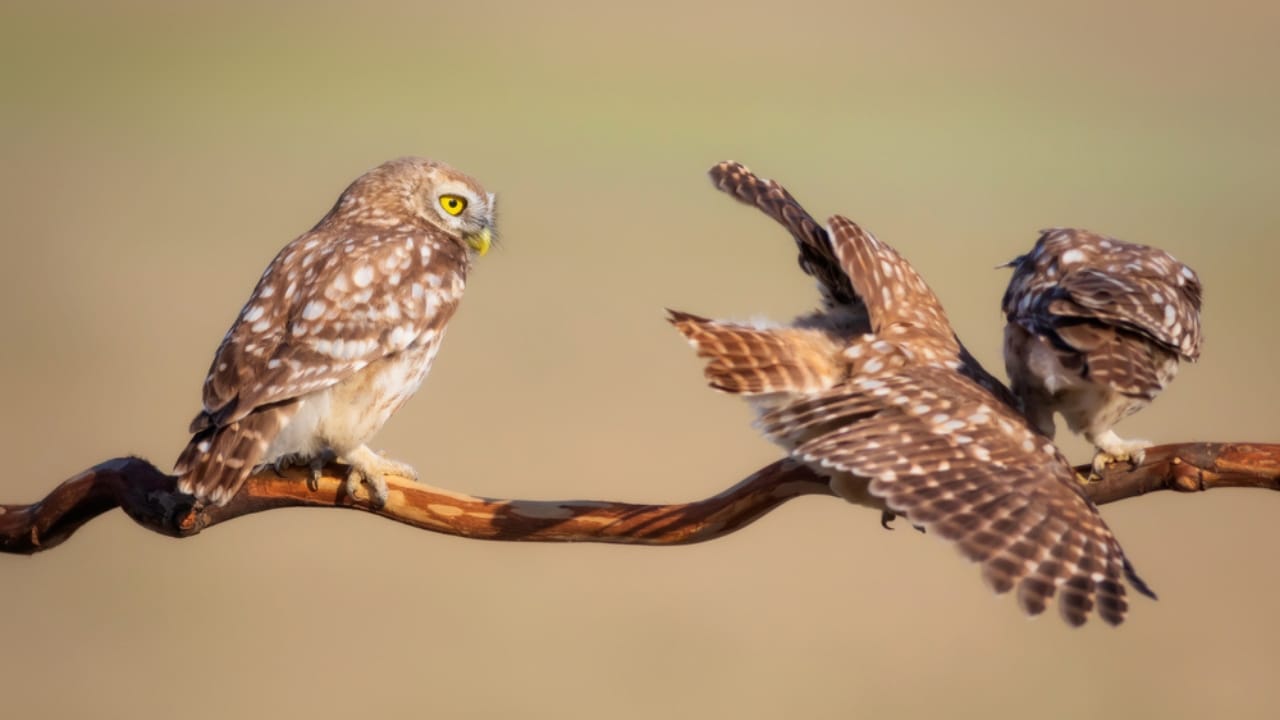 Nearly Half a Million 'Invasive' Owls to Be Killed in Controversial U.S ...