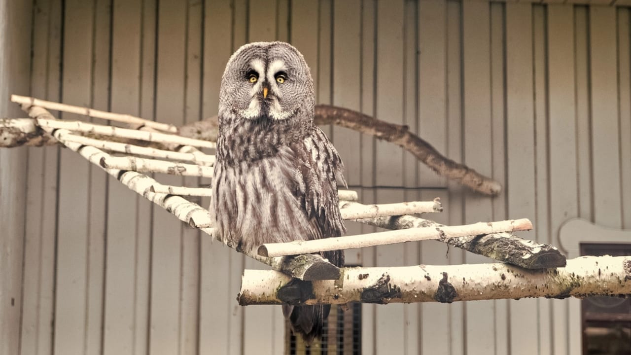 Nearly Half a Million 'Invasive' Owls to Be Killed in Controversial U.S ...