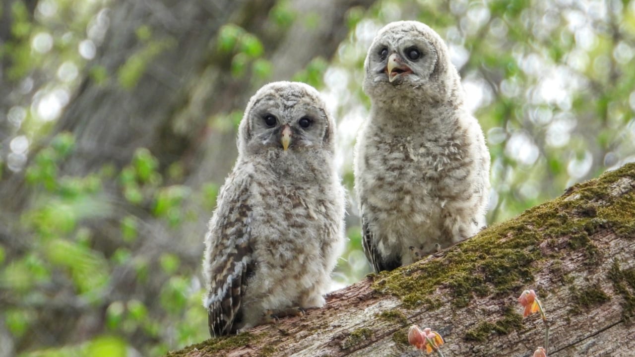 12 Things About Barred Owls You Probably Didn't Know