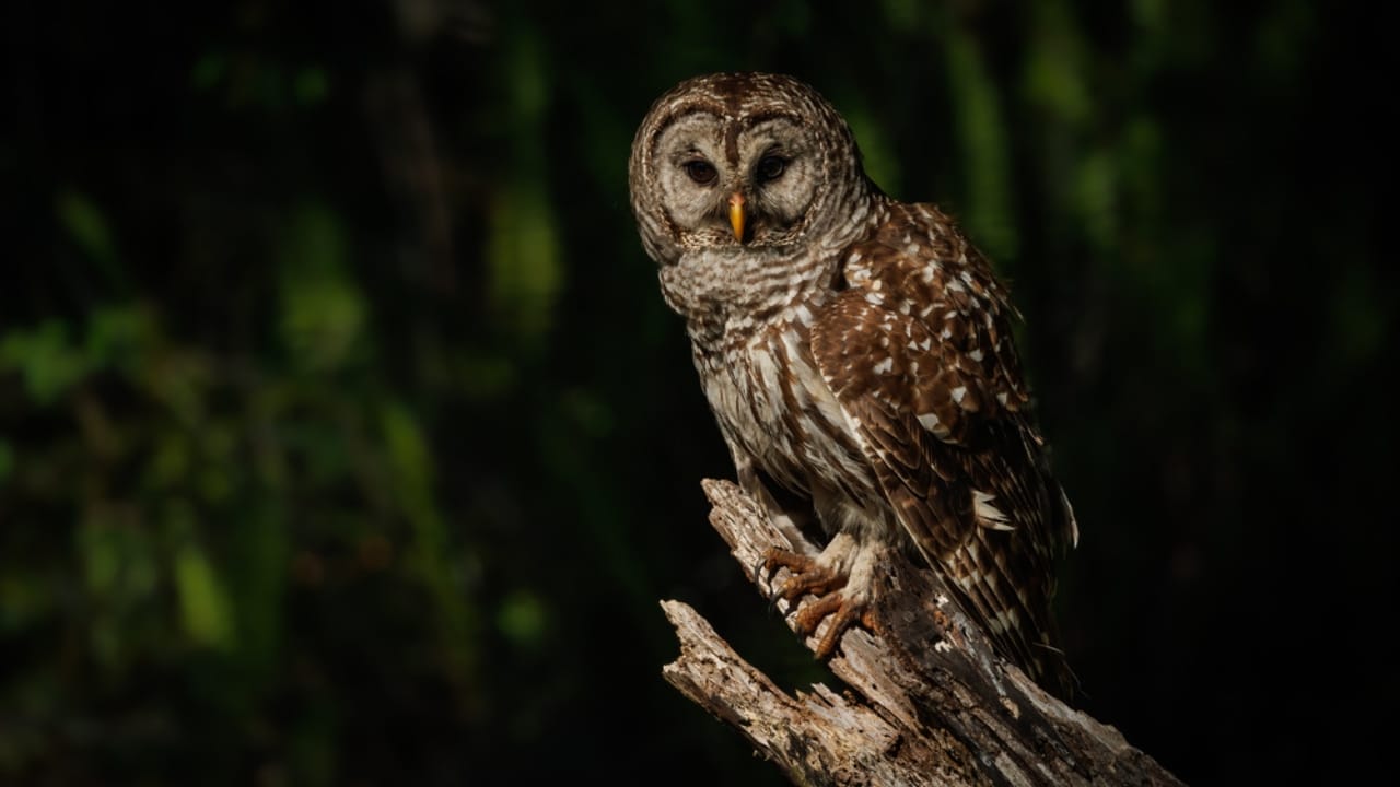 12 Things About Barred Owls You Probably Didn't Know