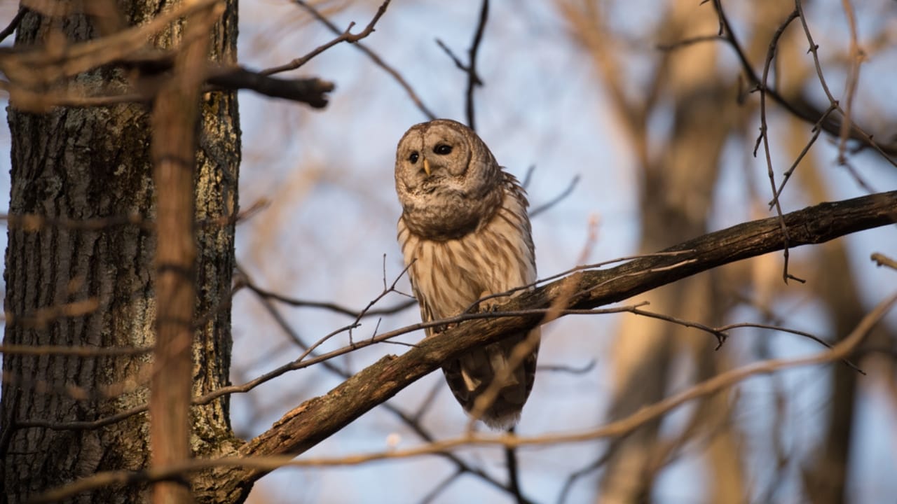 12 Things About Barred Owls You Probably Didn't Know
