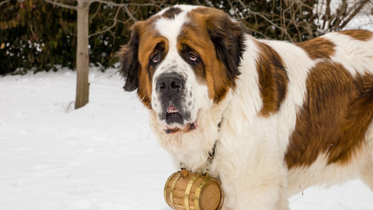 5 Iconic Saint Bernards from Pop Culture That Will Melt Your Heart