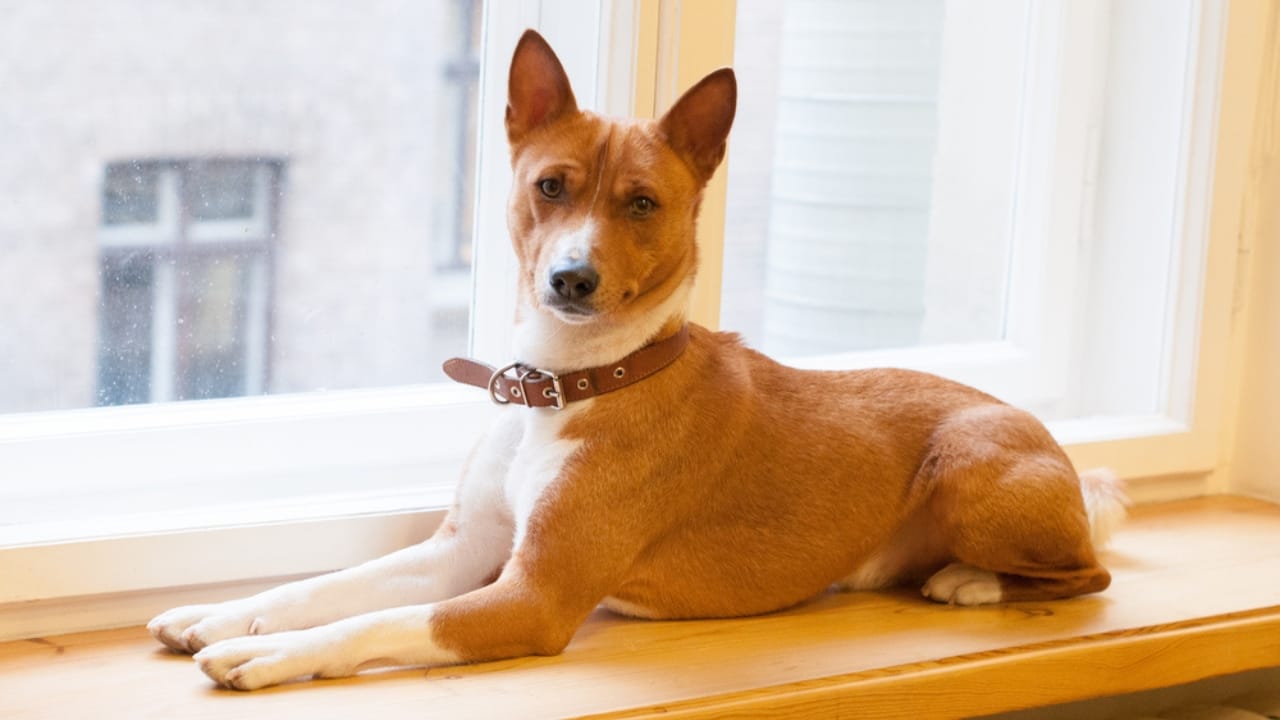 12 Things Only Basenji Dog Owners Will Understand