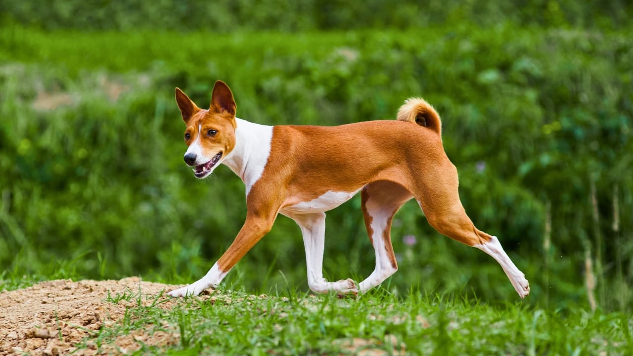 A Fascinating Barkless Dog of African Origins: Basenji
