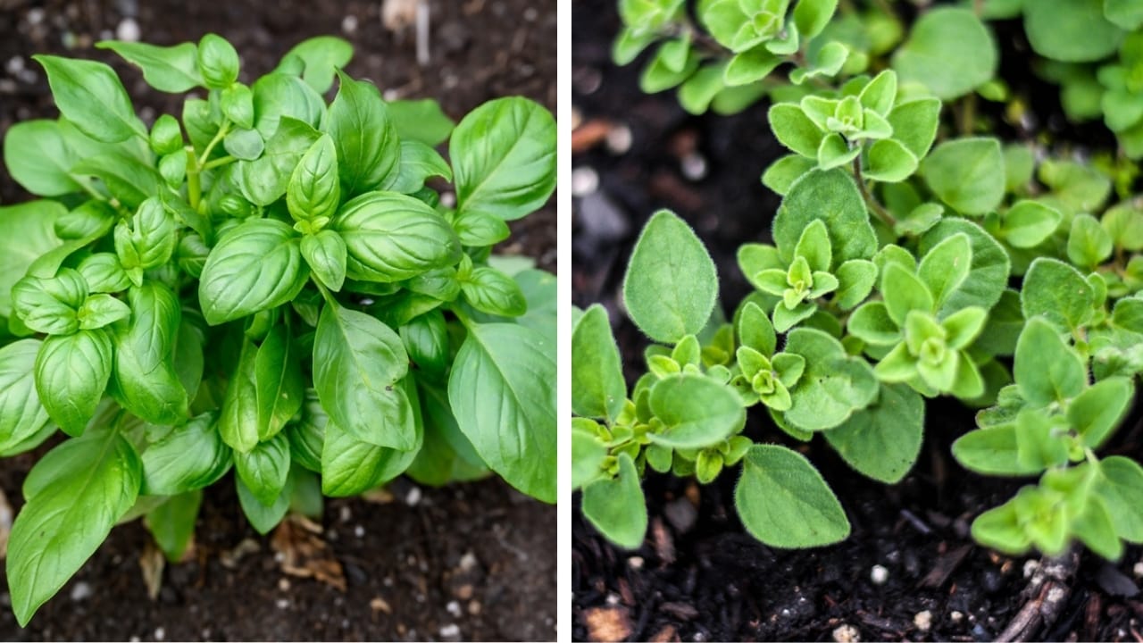 6 Perfect Herb Pairings for Your Garden