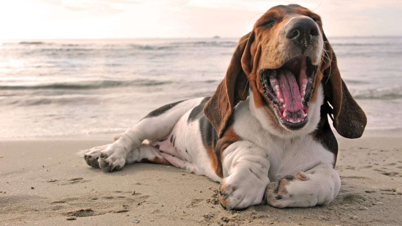 8 Best Outdoor Activities for Your Adventure-Loving Basset Hound