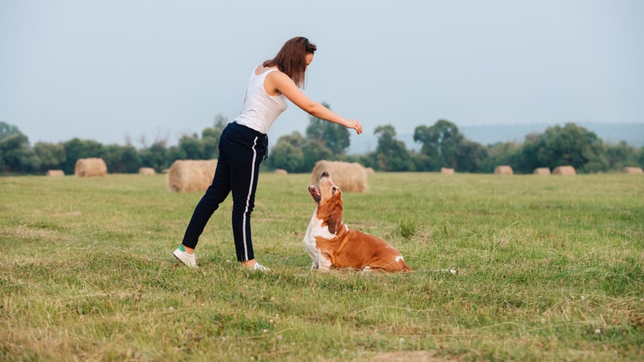 8 Best Outdoor Activities for Your Adventure-Loving Basset Hound