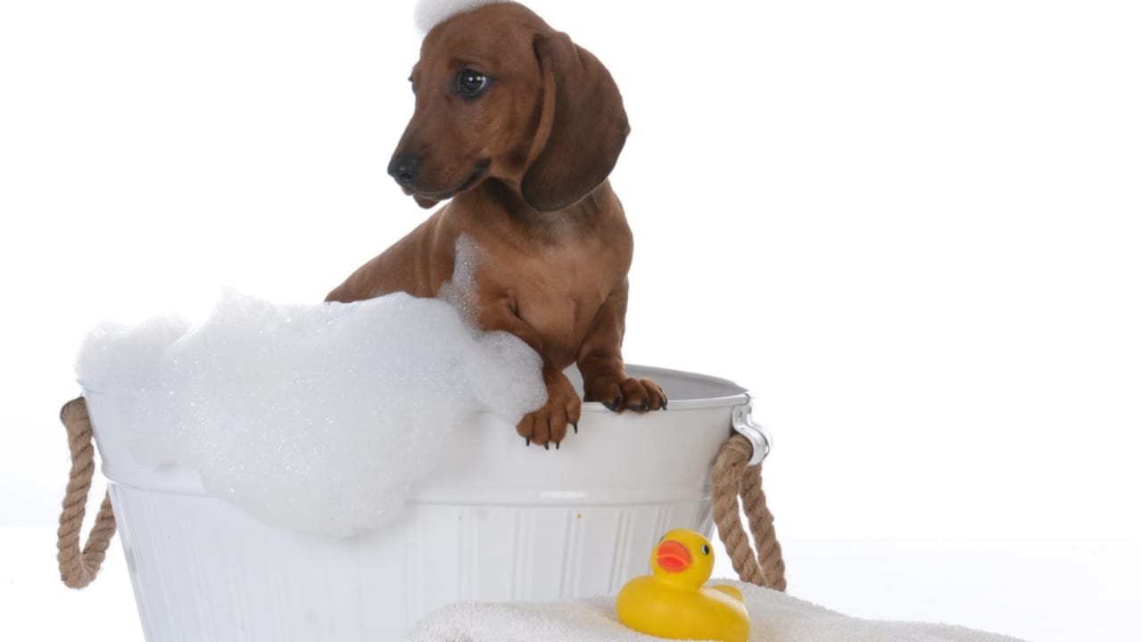 10 Grooming Tips to Keep a Dachshund Looking Sleek