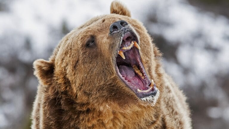 The 15 Most Dangerous Animals in North America