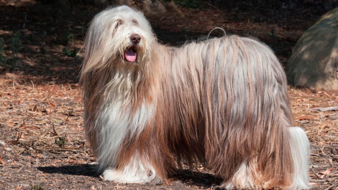 8 Fun Facts About Bearded Collies Most People Don't Know