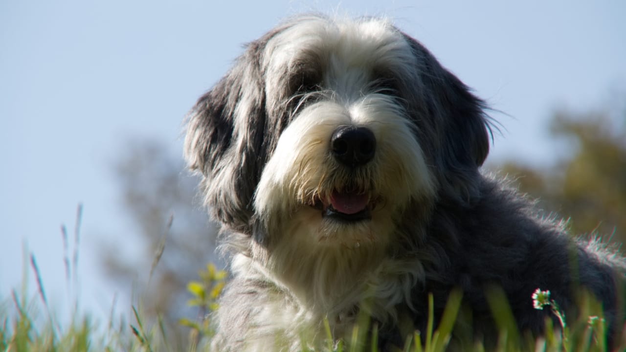 8 Fun Facts About Bearded Collies Most People Don't Know