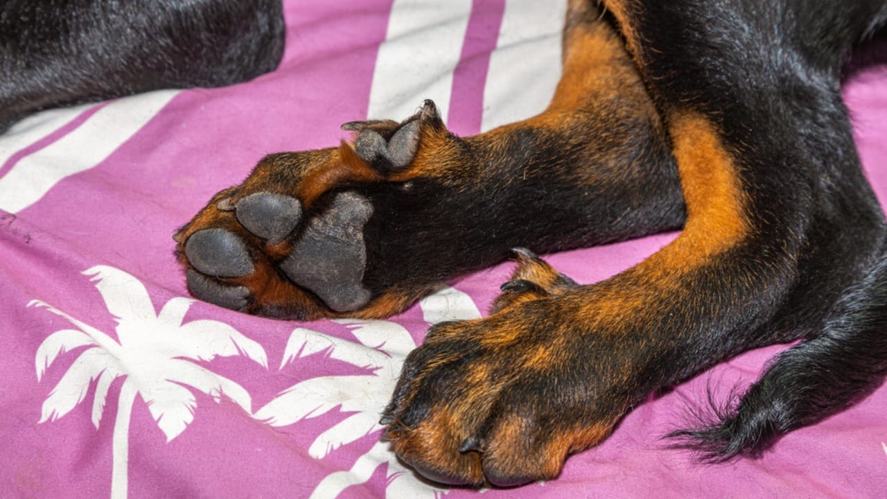 10 Facts About Beauceron Dogs You Should Know