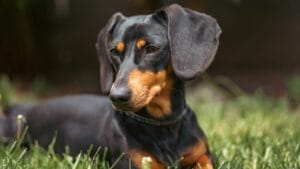 11 German Dog Breeds & The Study That Changed Everything
