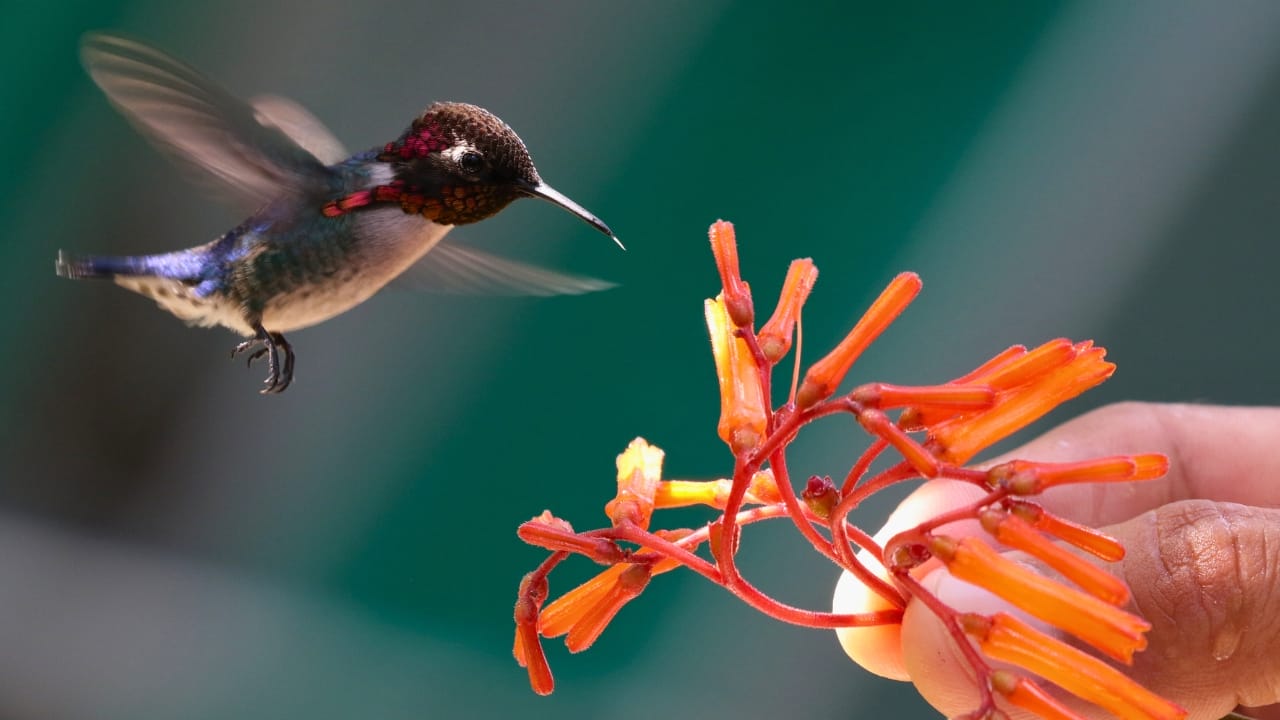 15 Miniature Animals That Prove Size Doesn't Matter When It Comes to ...