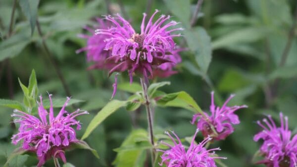 14 Native Plants: Transform Your Garden into a Hummingbird Haven