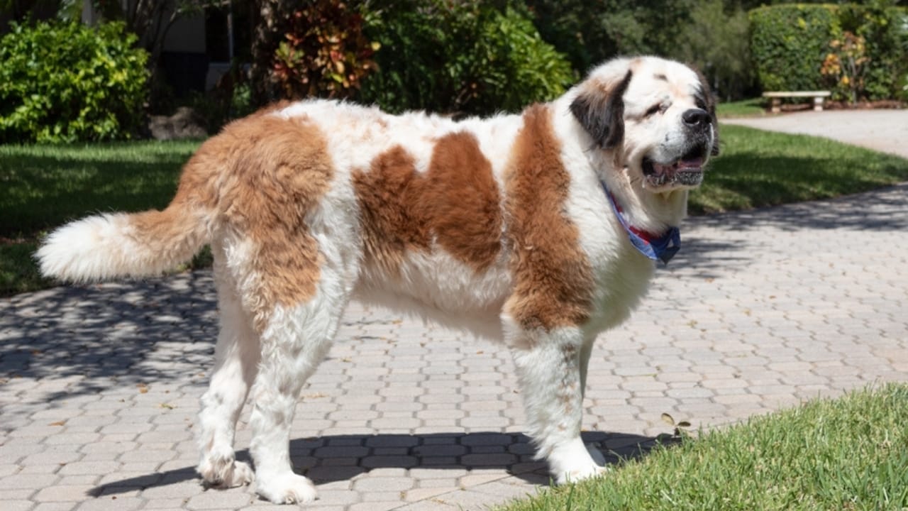 5 Iconic Saint Bernards from Pop Culture That Will Melt Your Heart