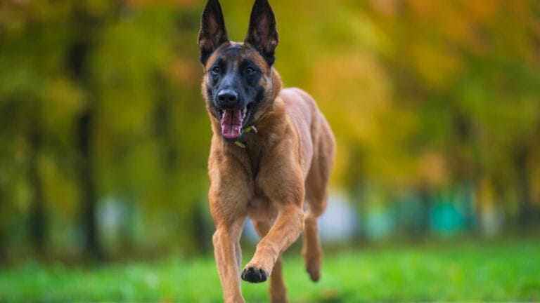 18 Fiercely Loyal Dog Breeds That are Natural Protectors