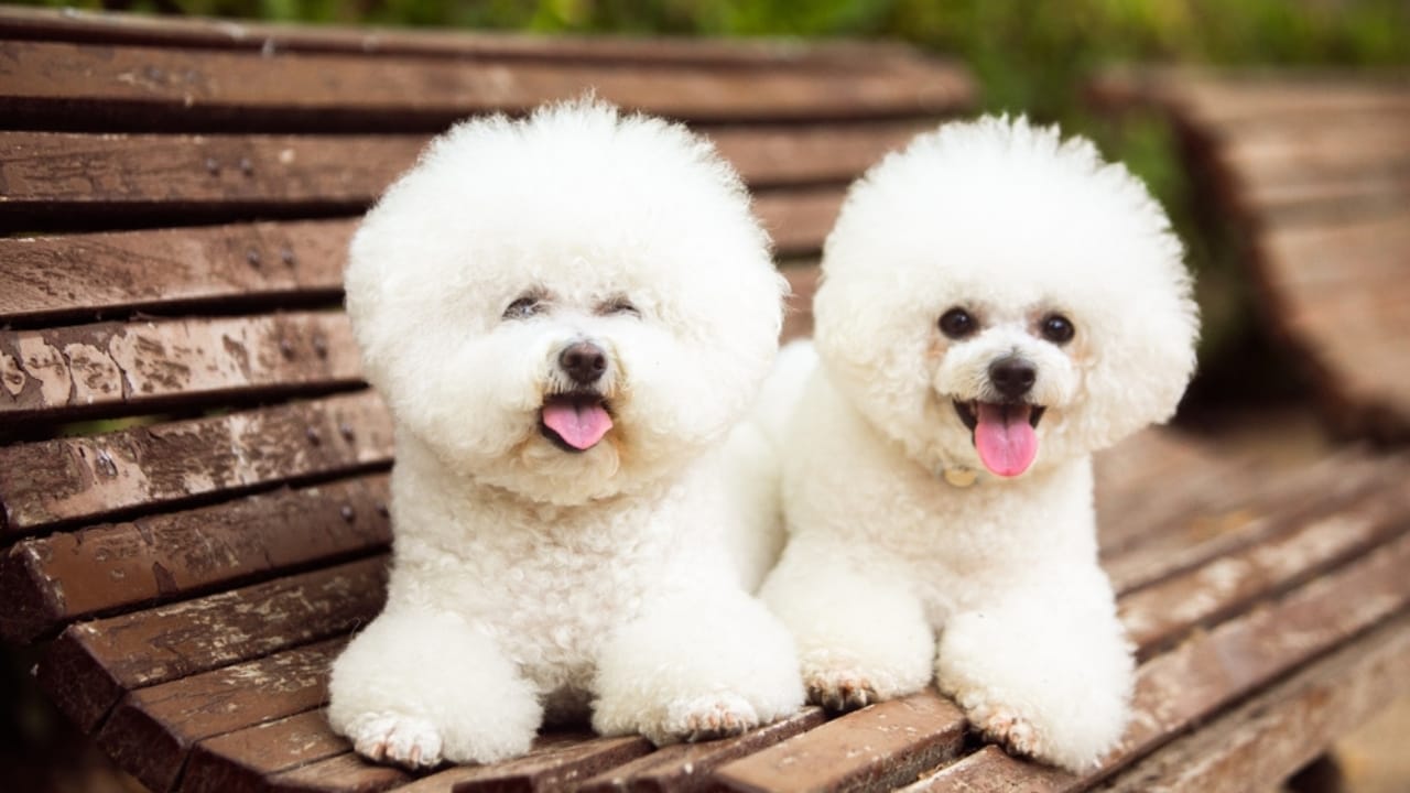 10 Reasons Bichon Frises are More Than Just Cute Faces
