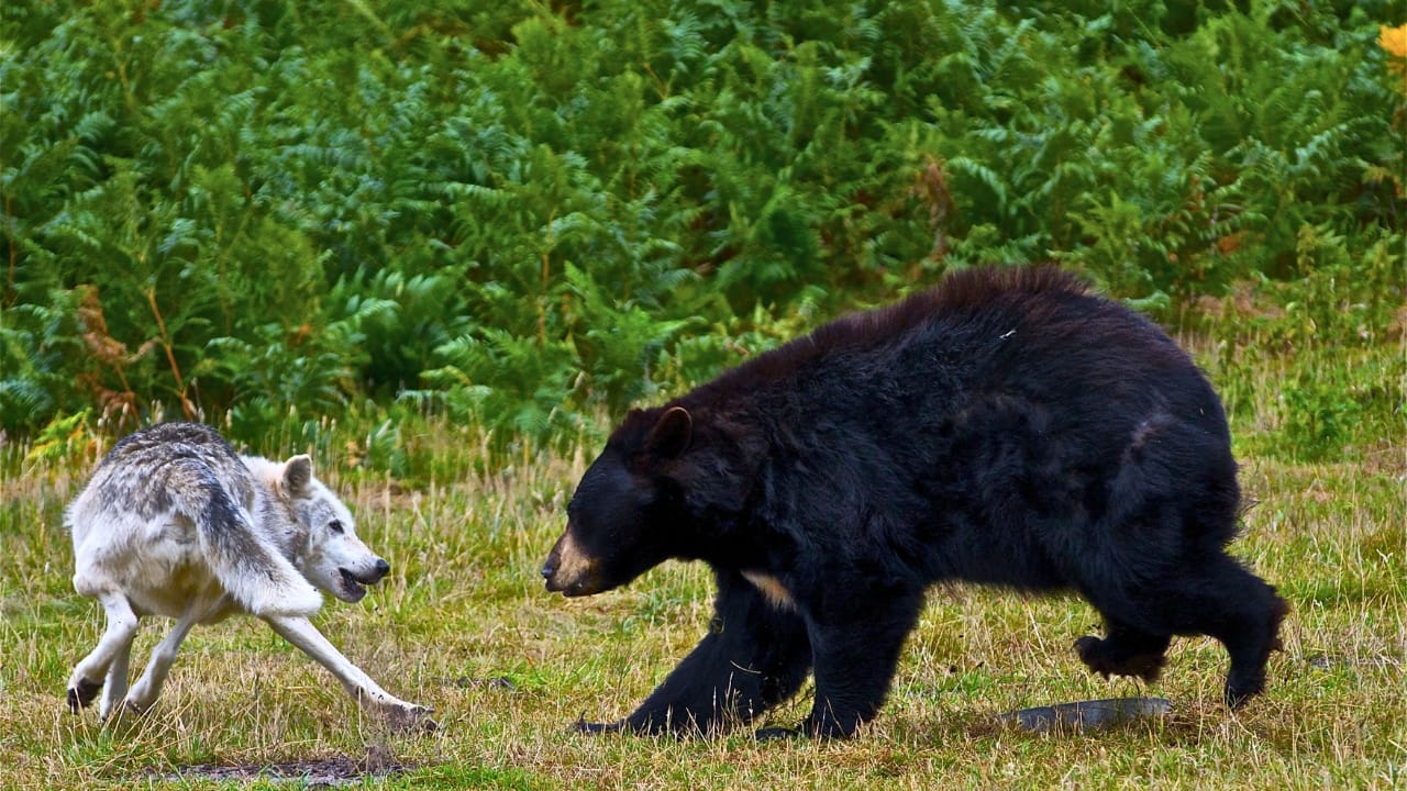 8 Formidable Predators That Can Take Down Wolves