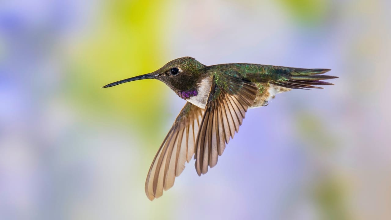 6 Hummingbird Facts Most People Don't Know