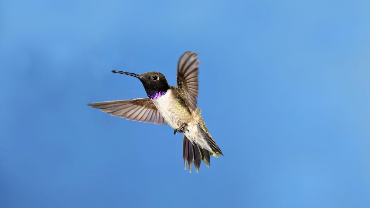 10 Ways to Identify a Black-Chinned Hummingbird