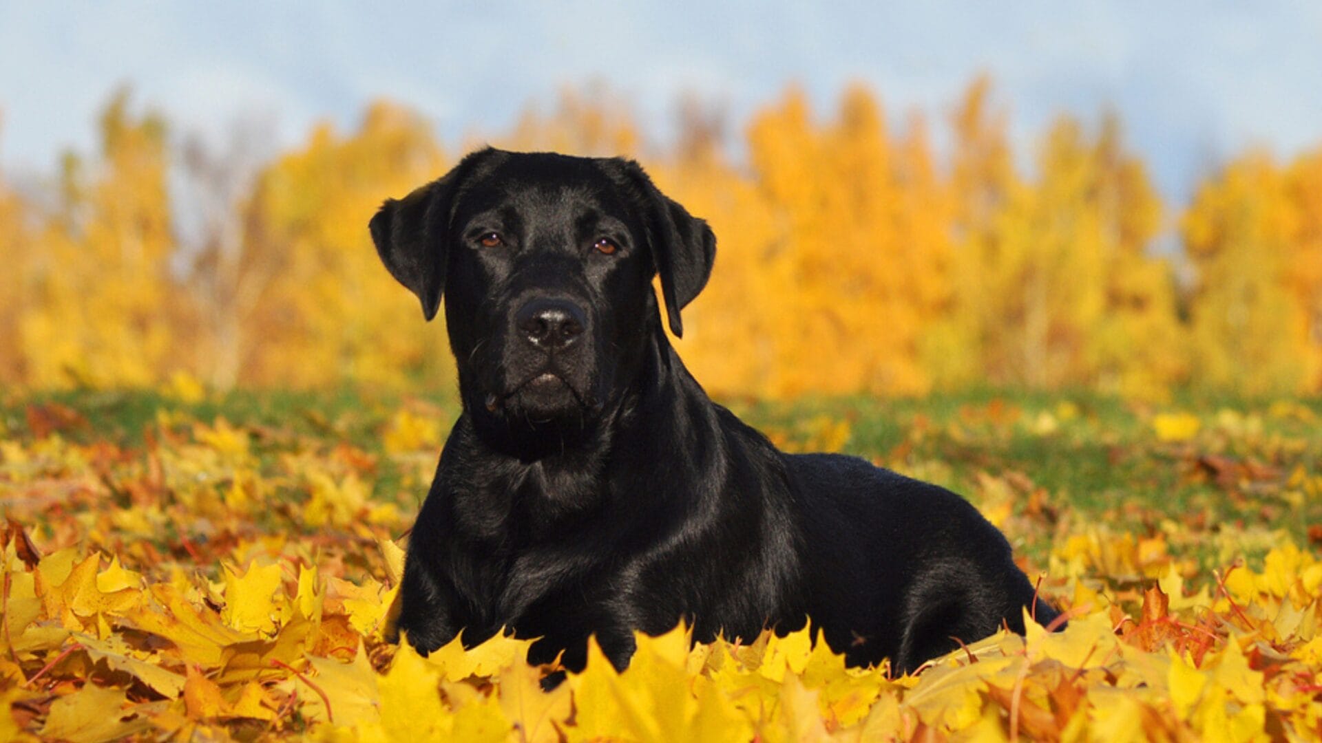 The Irresistible Allure of 11 Black Dog Breeds