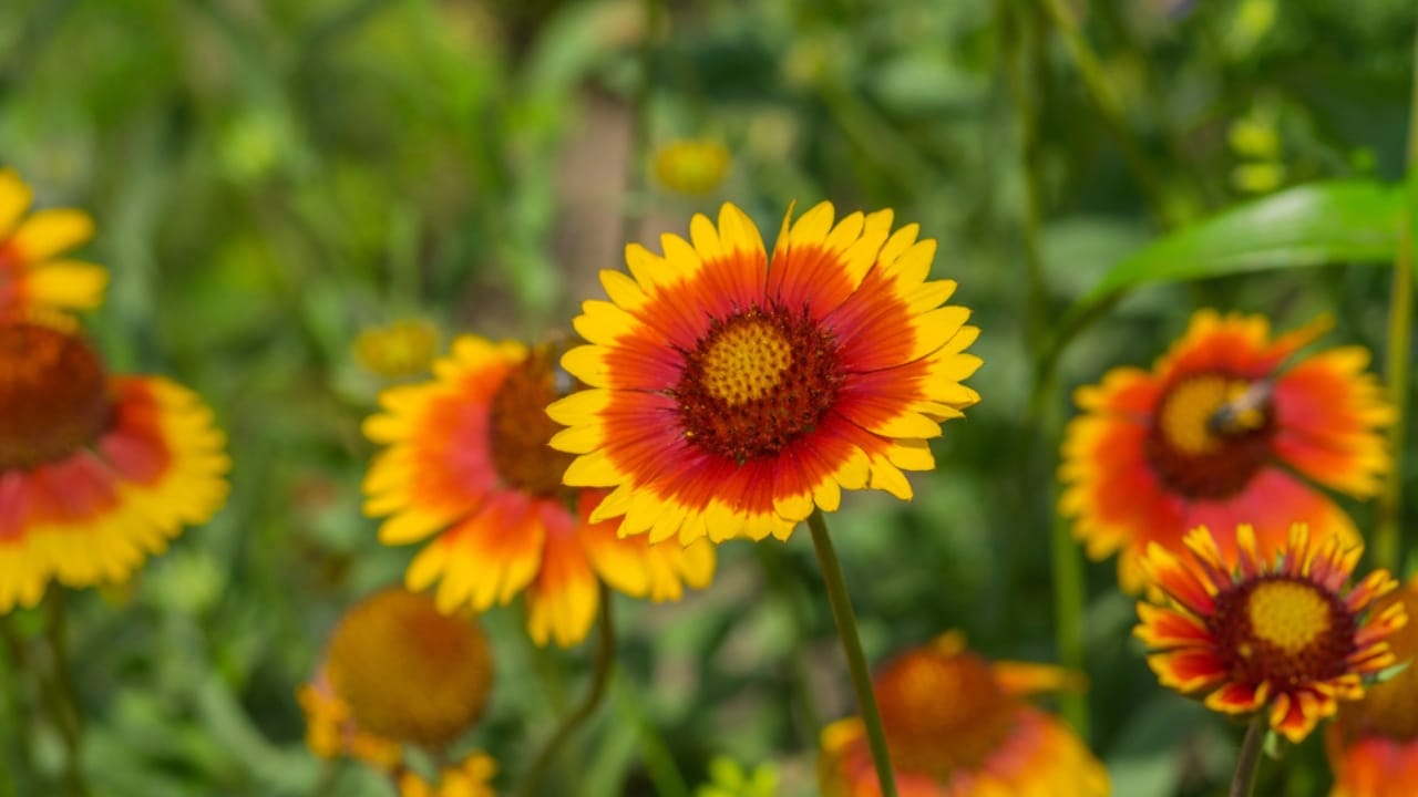 Say Goodbye to Dull Gardens: 22 Perennials That Bloom All Season Long