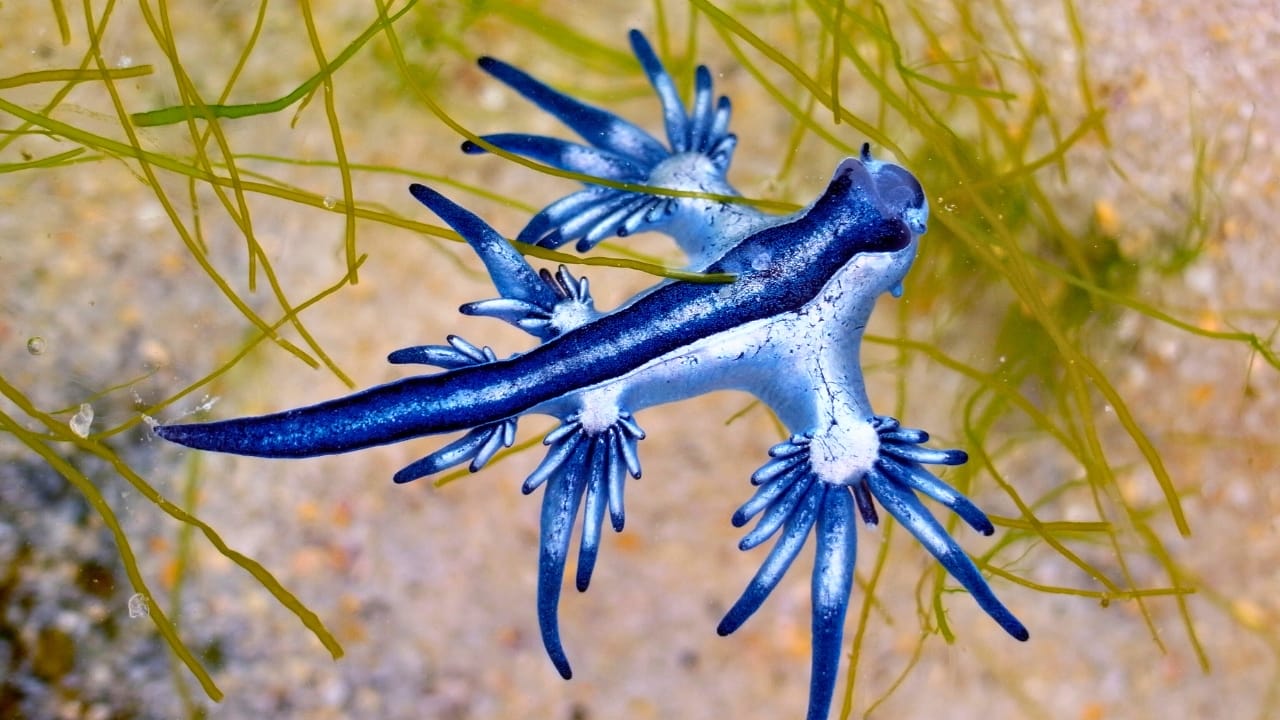 11 Breathtakingly Blue Beauties of the Animal Kingdom