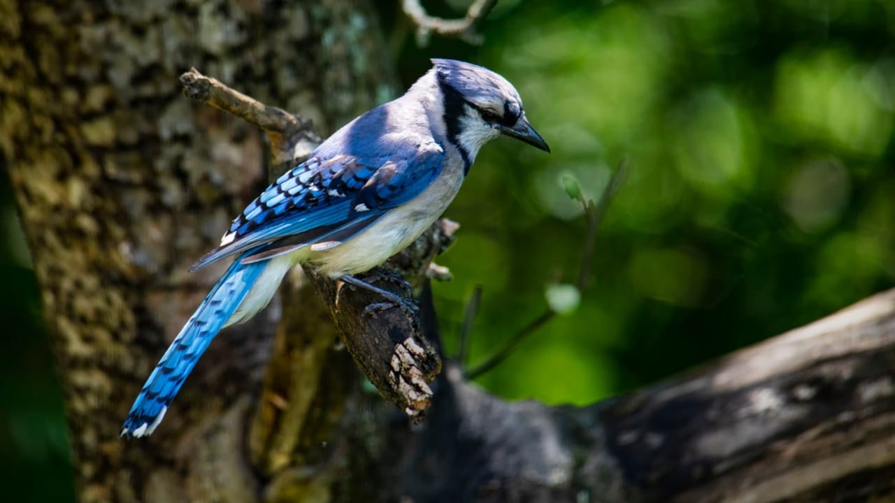The Symbolism of Blue Jays: 6 Different Meanings