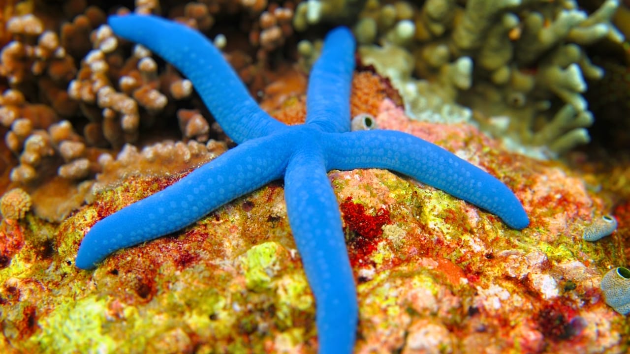 11 Breathtakingly Blue Beauties of the Animal Kingdom