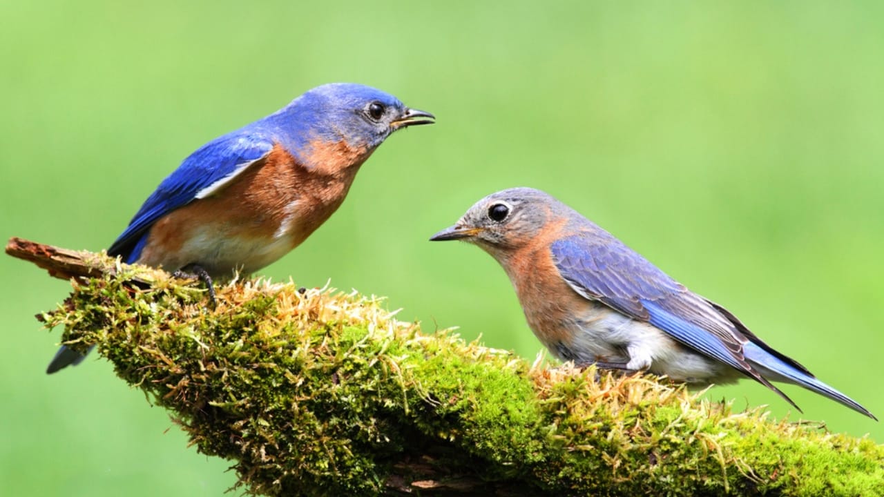 13 Lesser-Known Facts About the Great Eastern Bluebird