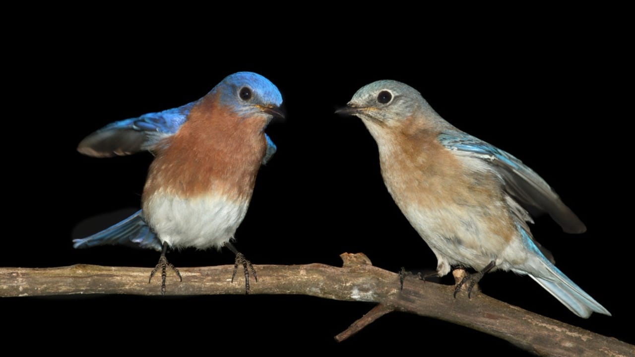13 Lesser-Known Facts About the Great Eastern Bluebird