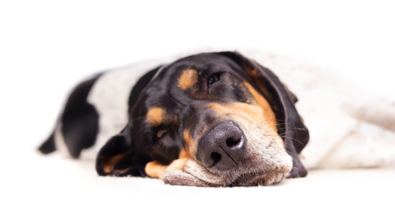 9 Common Health Problems Bluetick Coonhounds Face & How to Spot Them